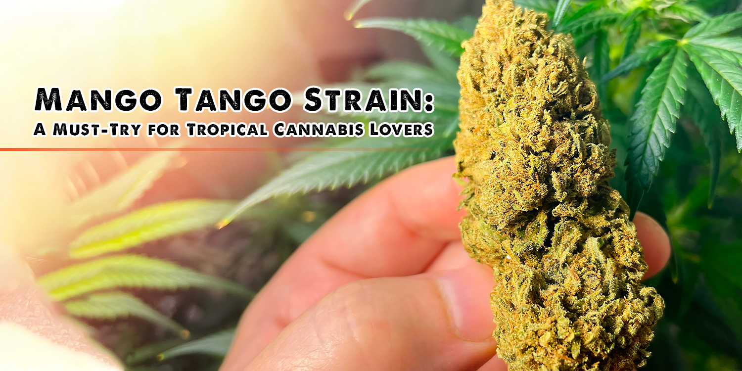 Mango Tango Strain: A Must-Try for Tropical Cannabis Lovers